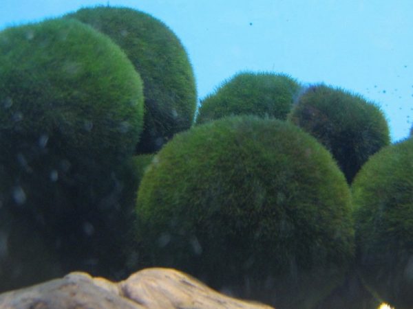 Marimo Moss Ball Care Guide - Everything you need to know