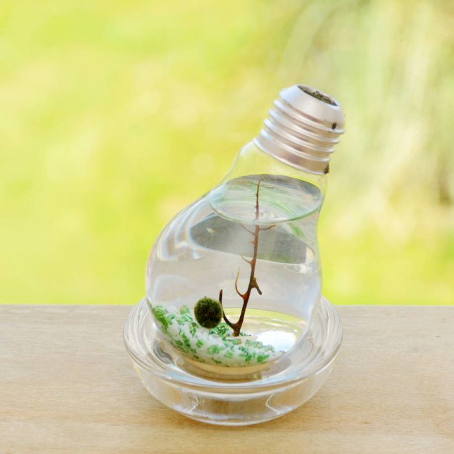 Marimo Moss Ball Care Guide - Everything you need to know