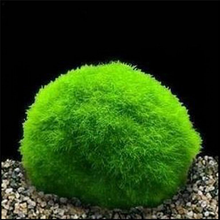 Medium Marimo Moss Ball (1”) (3 Pack) (US Only) | Balls of Moss